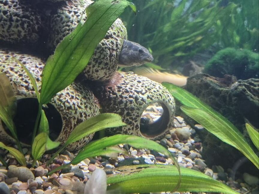 Мастацембел арматус