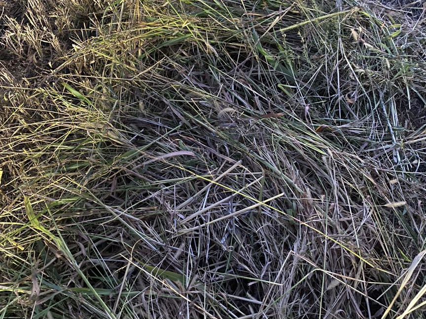 Сено в тюках суданка все вопросы по телефону