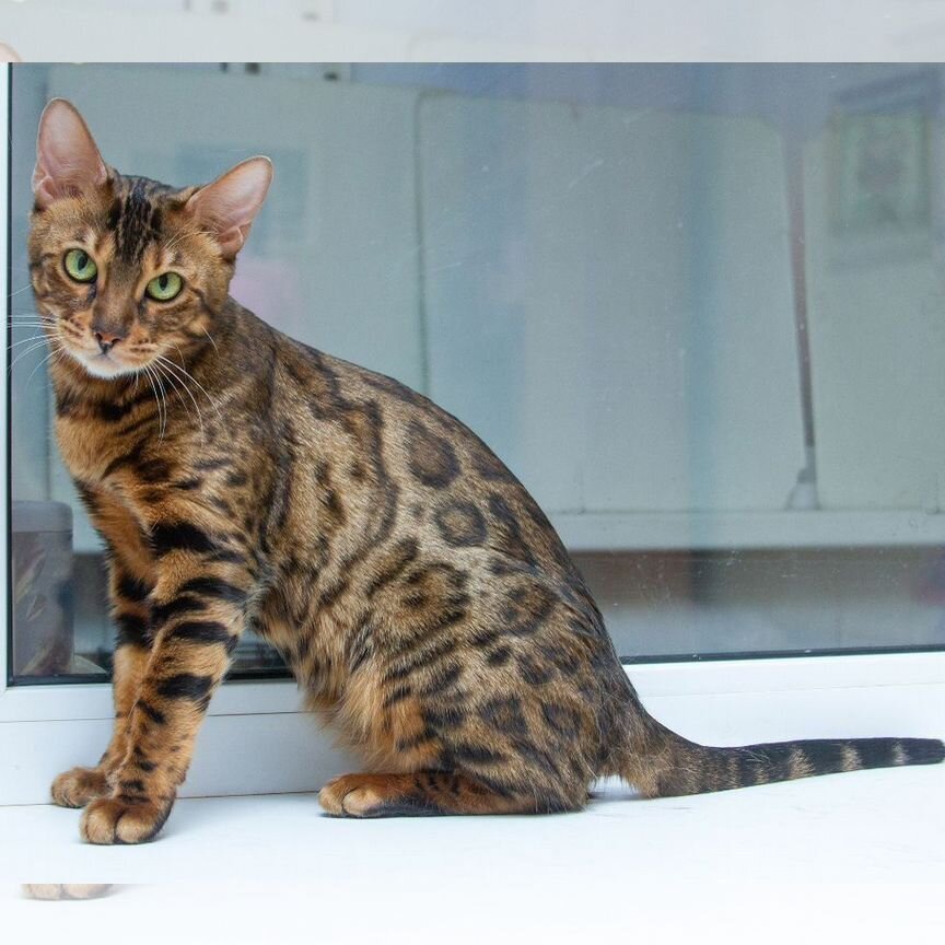 Взрослая, кошка в добрые руки