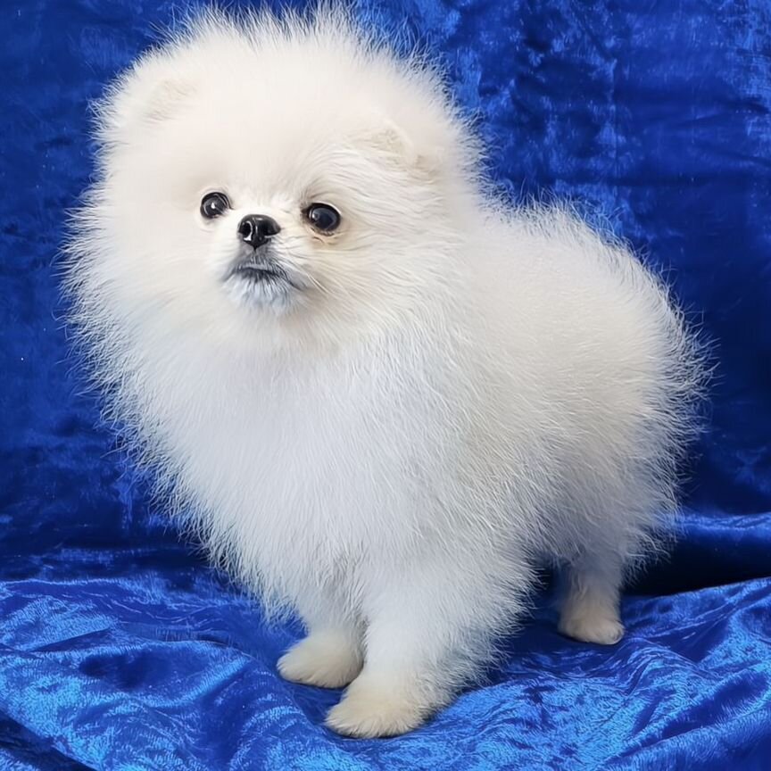 Померанский шпиц, щенок