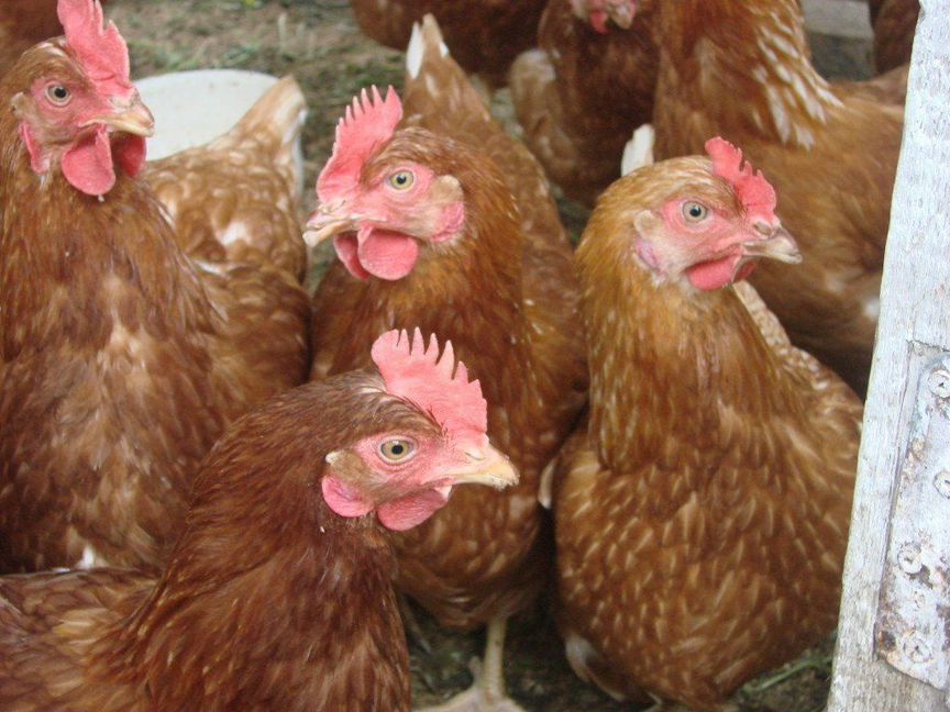 Продам кур несушек, 6 мес