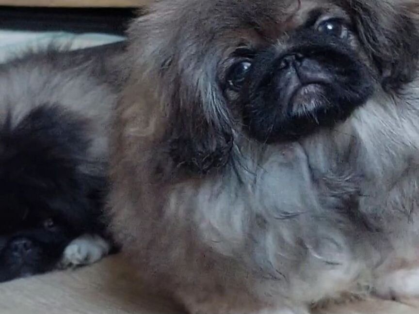 Щенки пекинеса