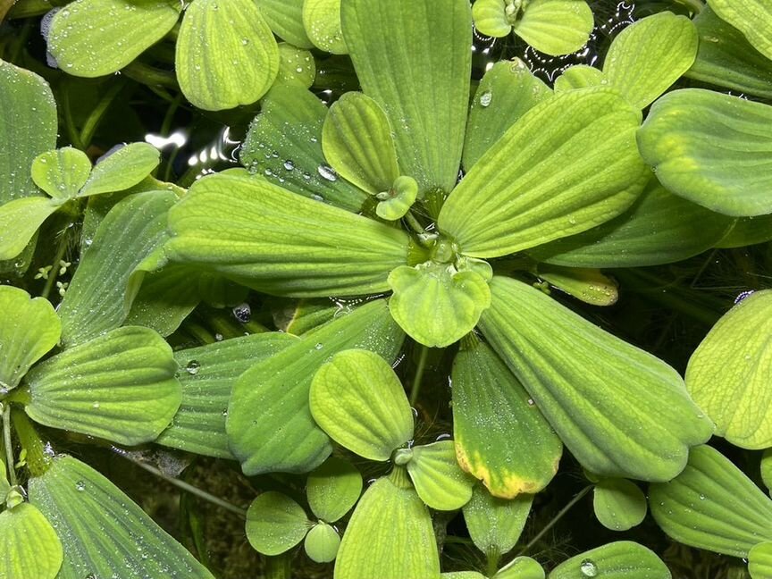 Аквариумное растение пистия