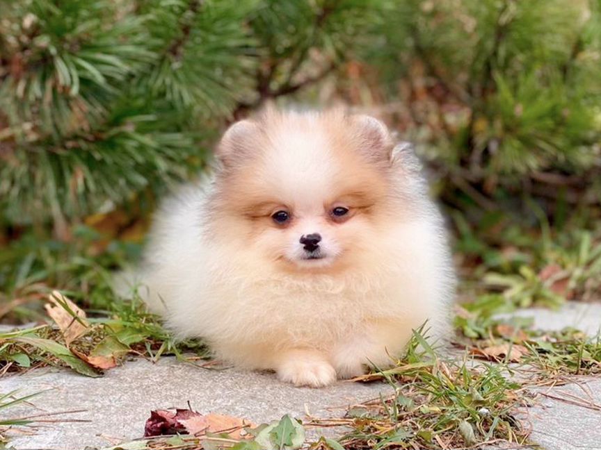 Померанский шпиц щенок девочка
