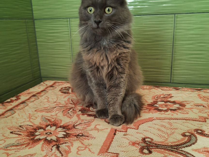 Шикарный кот ждёт свою семью