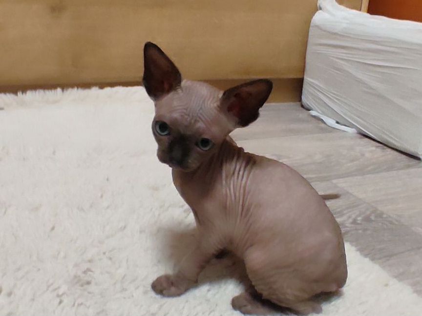 Канадский сфинкс котенок