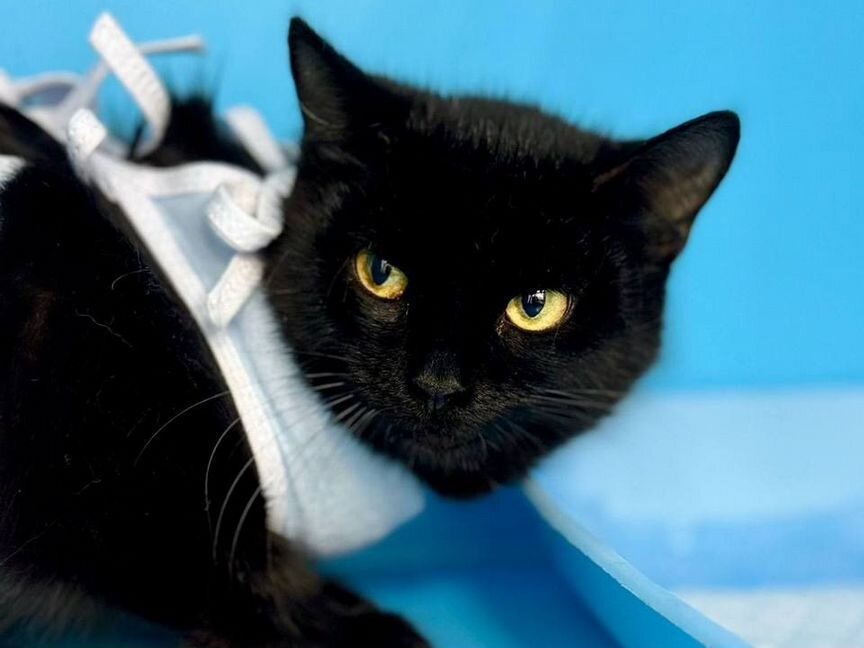 Красивая кошка нужен дом