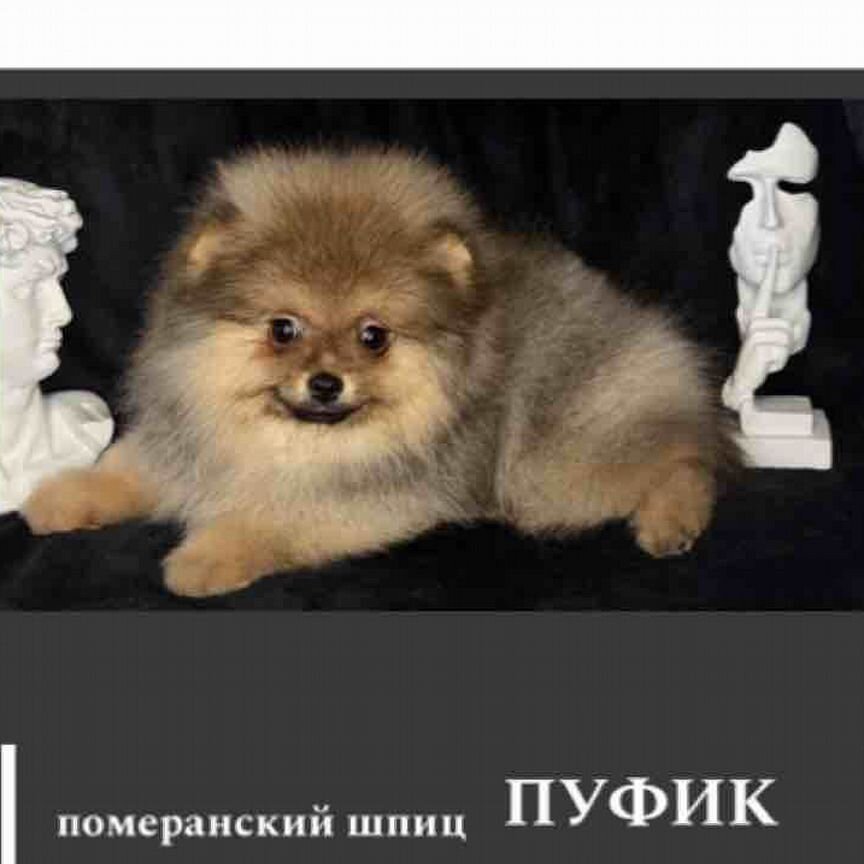 Померанский шпиц