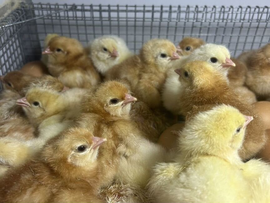 Цыплята