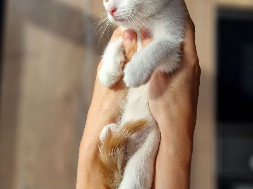 Котенок в дар