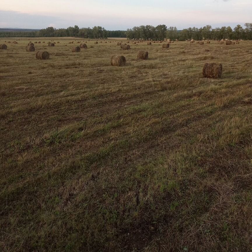Сено в тюках с поля