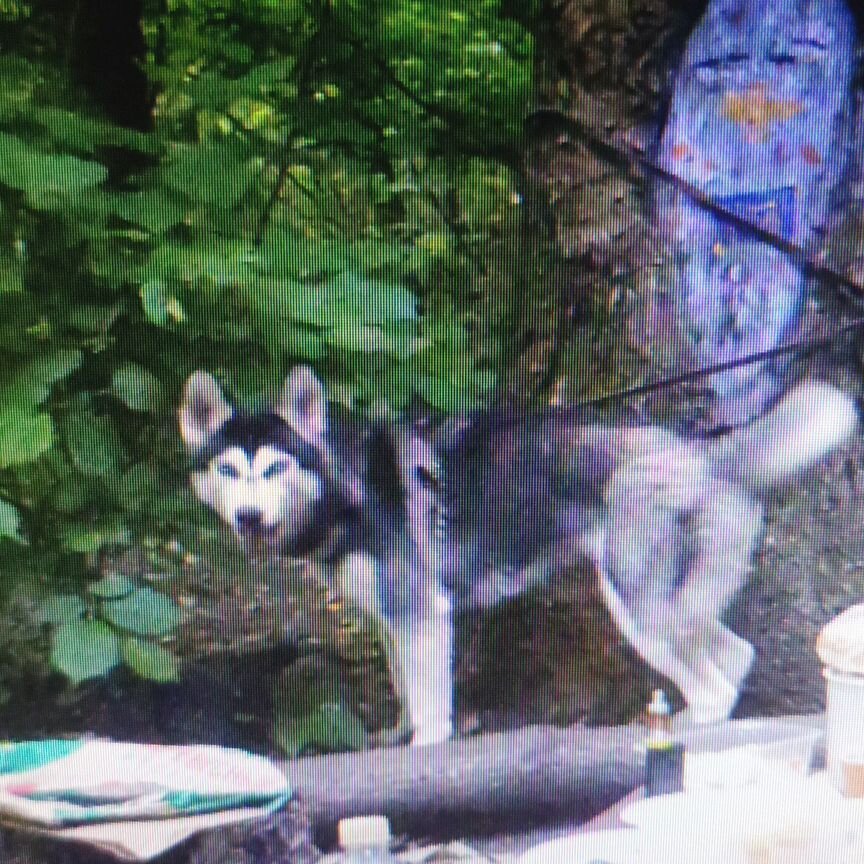 Собака бабака 4 года