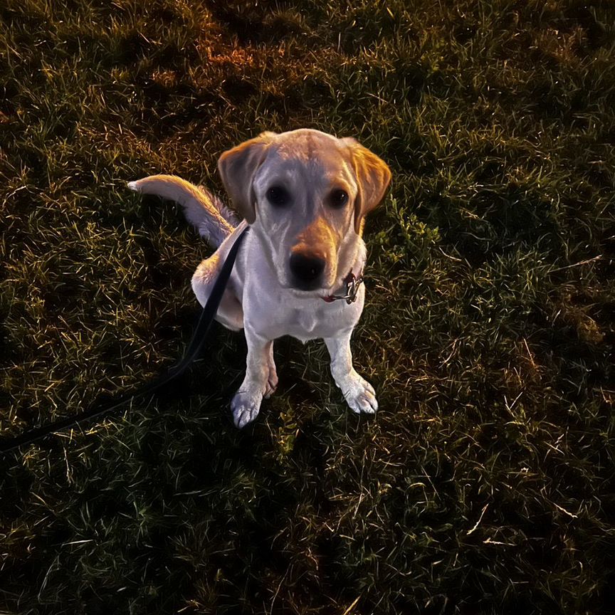 Отдам в добрые руки лабрадора