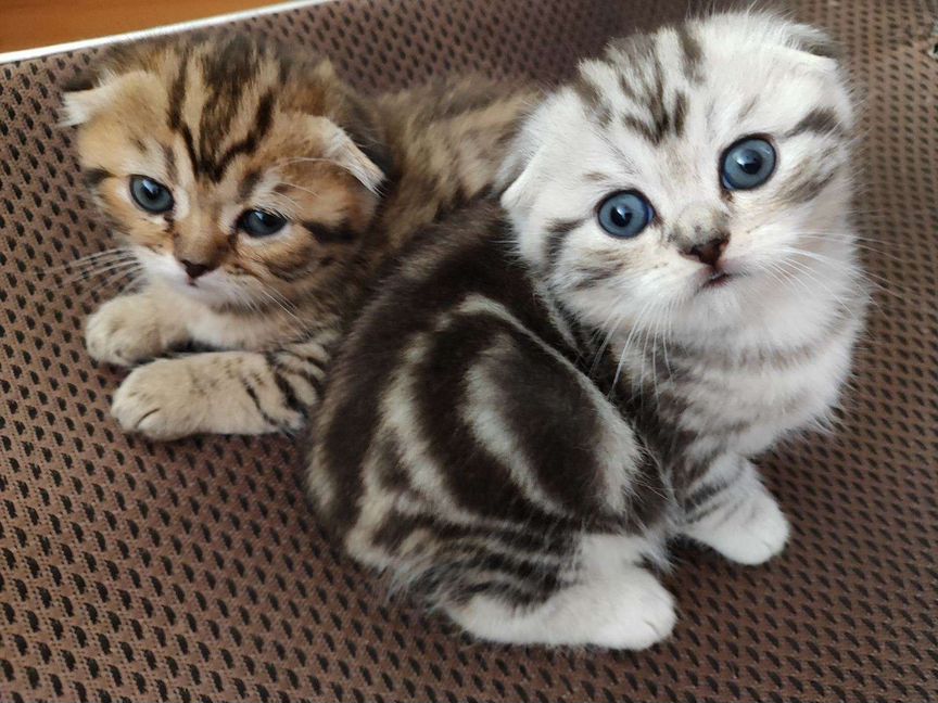 Шотландские вислоухие котята