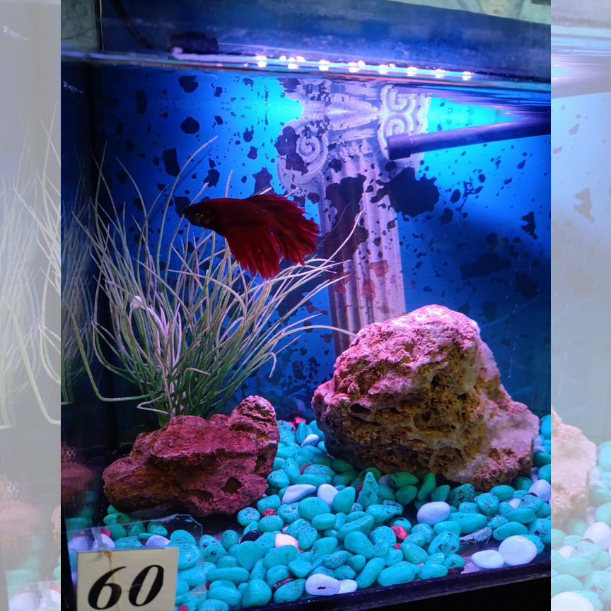 Королевские петушки супер дэльта