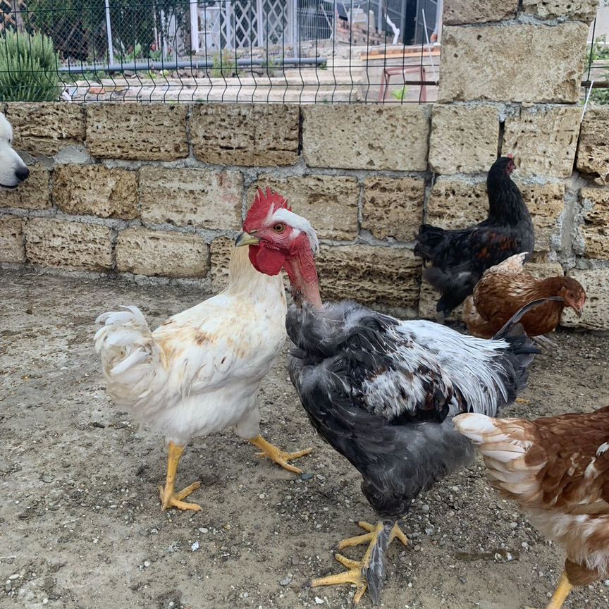 Молодые петухи