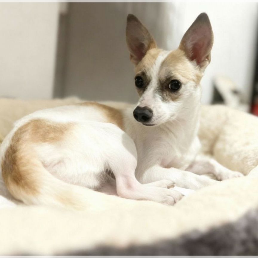 Взрослая собака в добрые руки