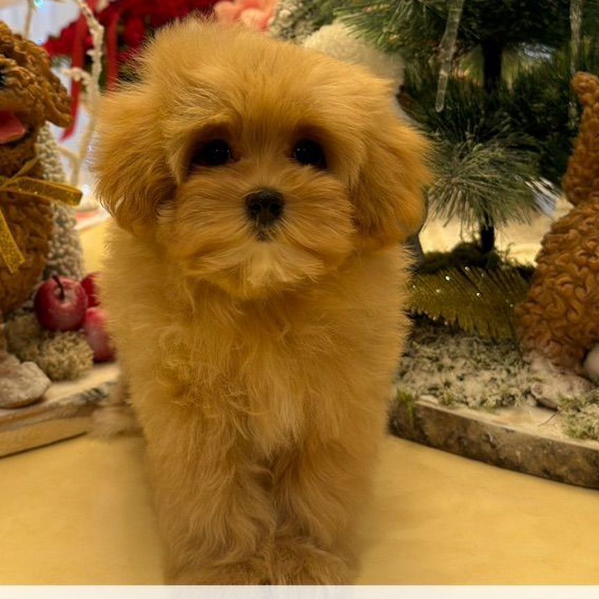 Мальтипу, щенок