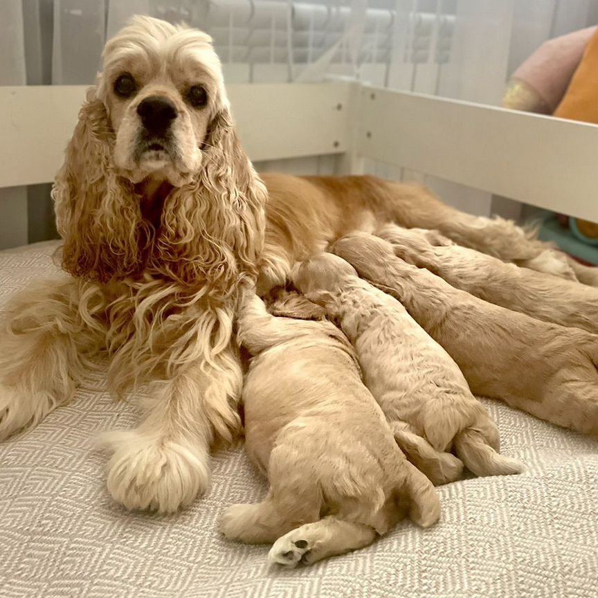 Кокер спаниель