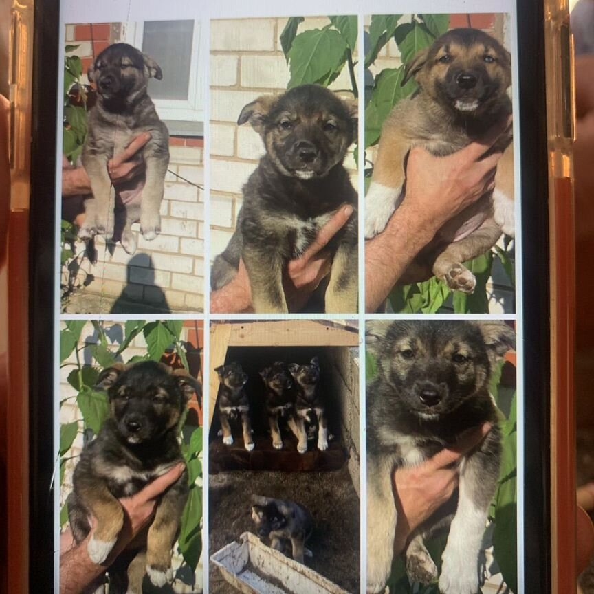 Ищем добрые ручки замечательным малышам