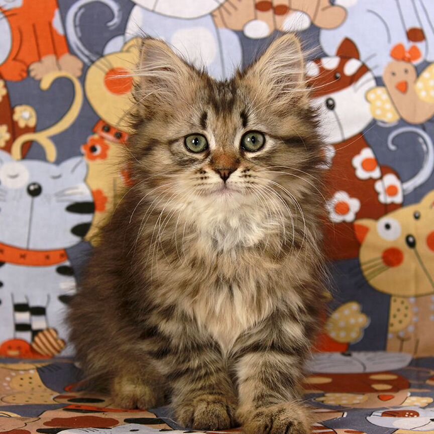 Сибирский котенок 3,5 мес