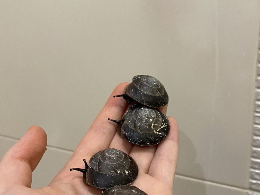 Улитки древесные караколусы и псевдоахатины