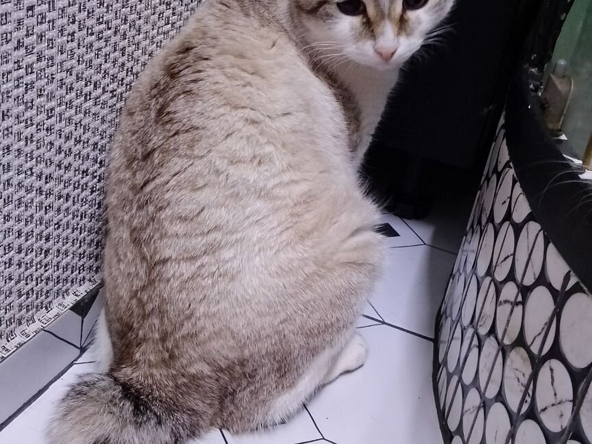Кошка