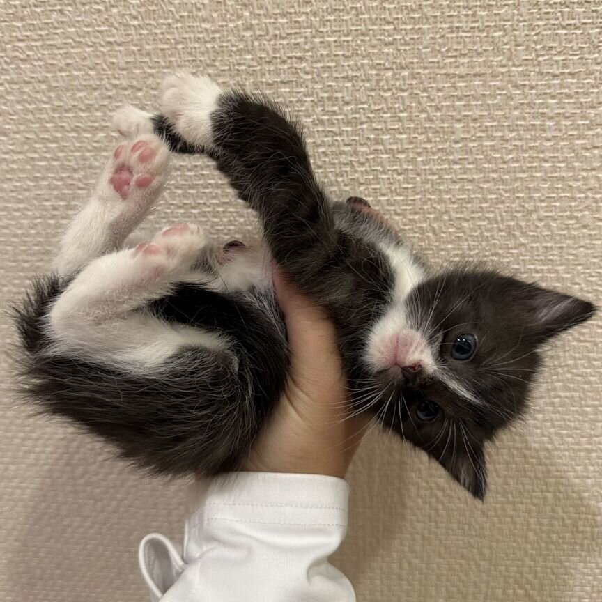Котята в добрые руки 1 месяц