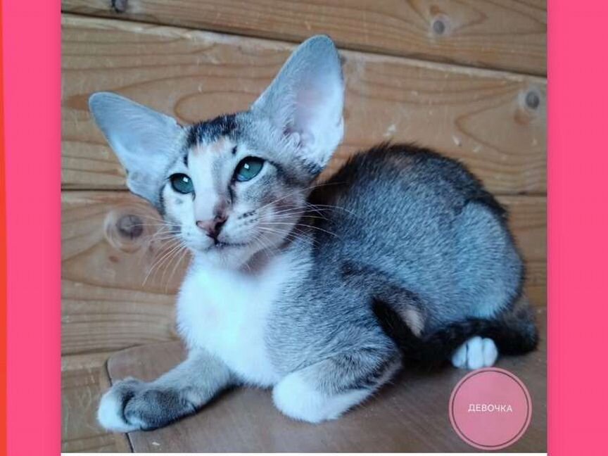 Ориентальные котята