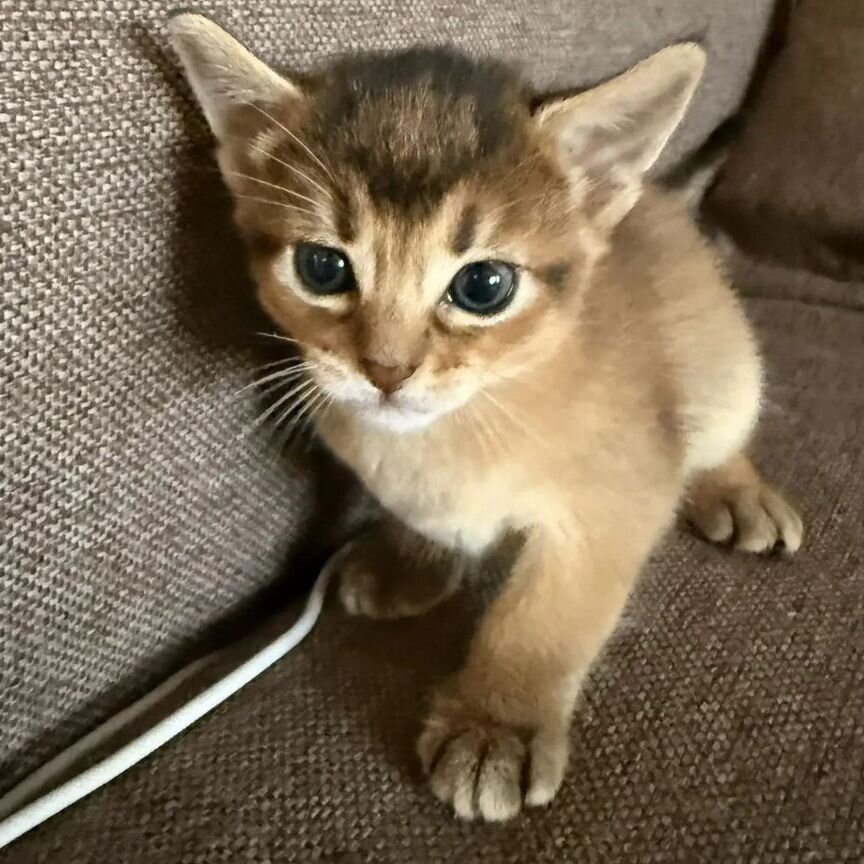 Абиссинский котёнок