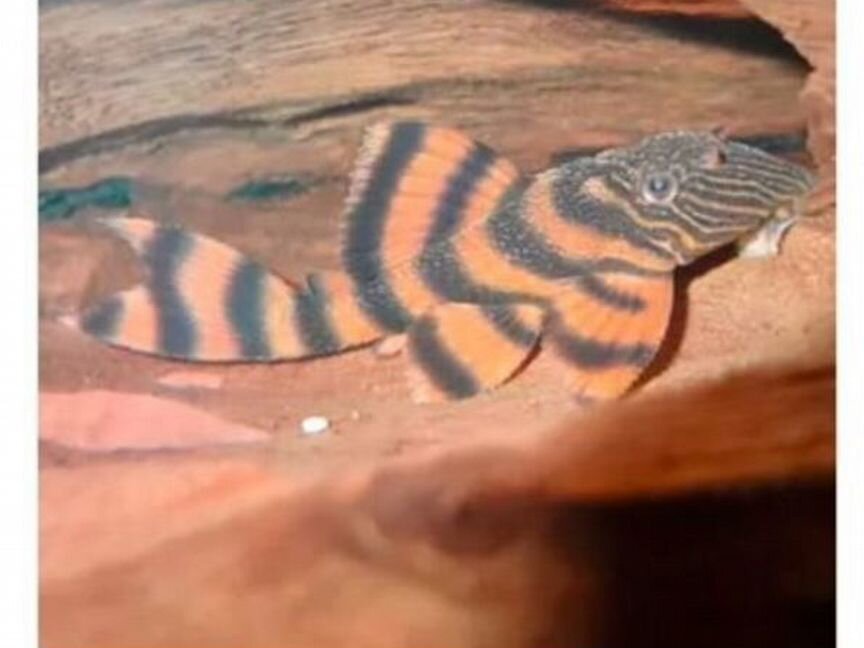 Номерной сом 397 панак красная зебра