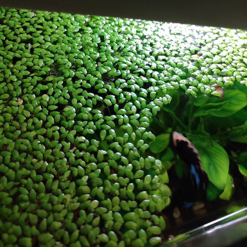 Ряска в аквариум