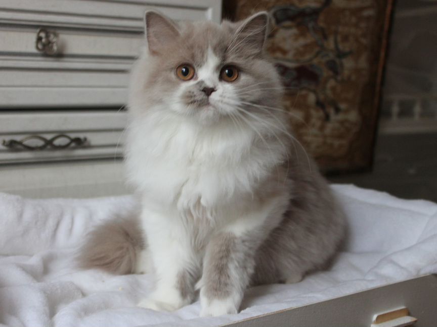 Длинношерстная британская кошечка