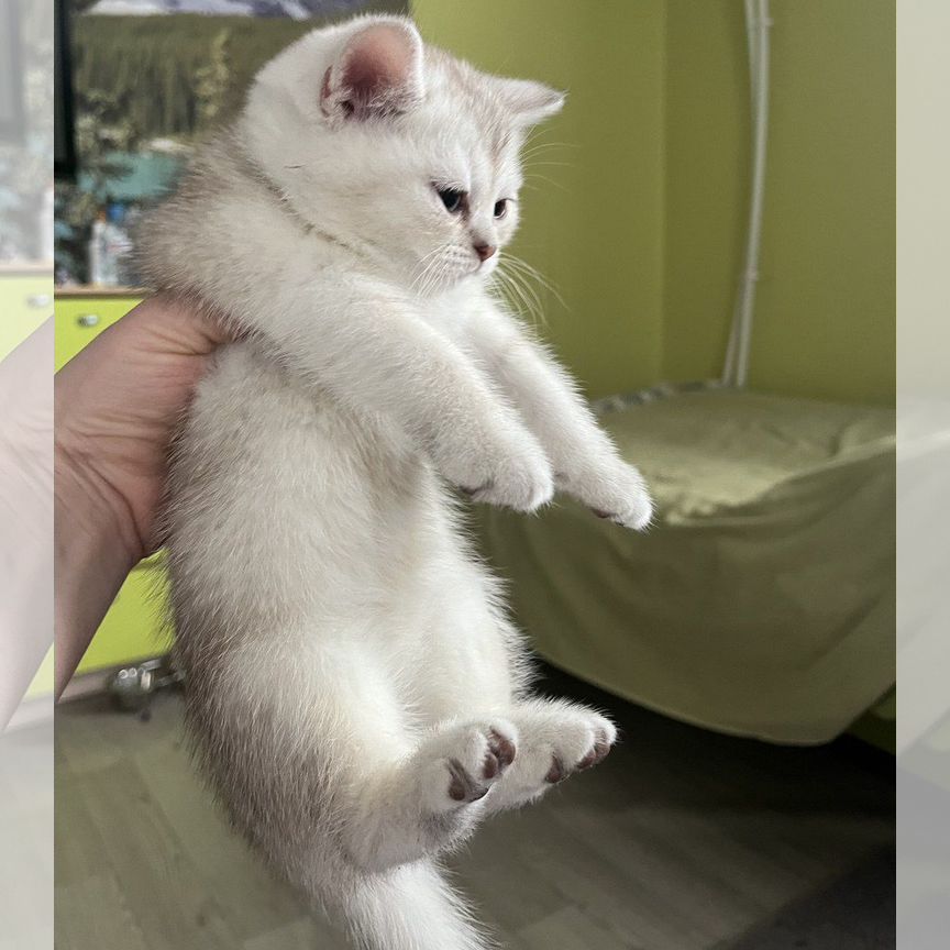 Шотландский прямоухий короткошёрстный котёнок