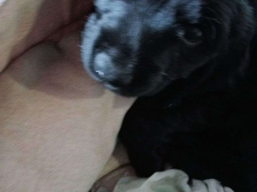 Собаки щенки русский спаниель