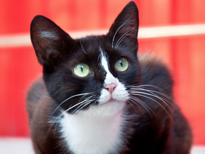 Молоденькая кошечка Ксюша ищет любящие ручки