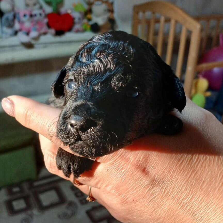 Пудель, щенок