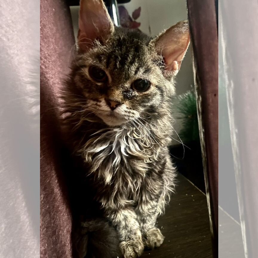 Нежный и милый котик