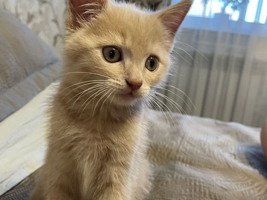 Котенок (мальчик) 2 мес