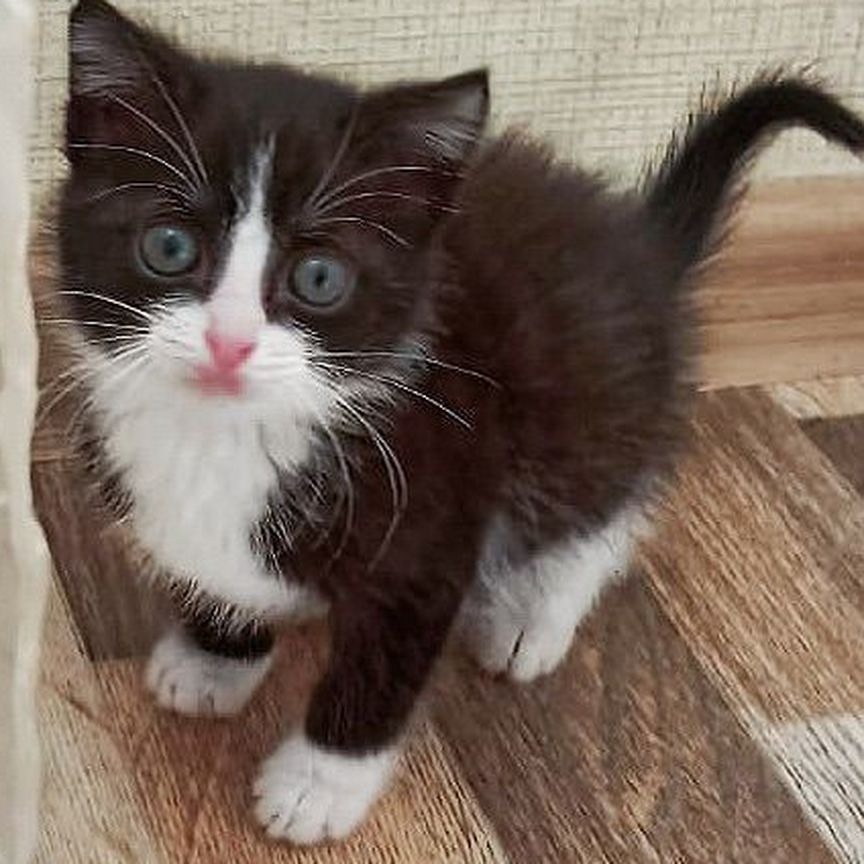 Котёнок малыш (1,5 мес.)