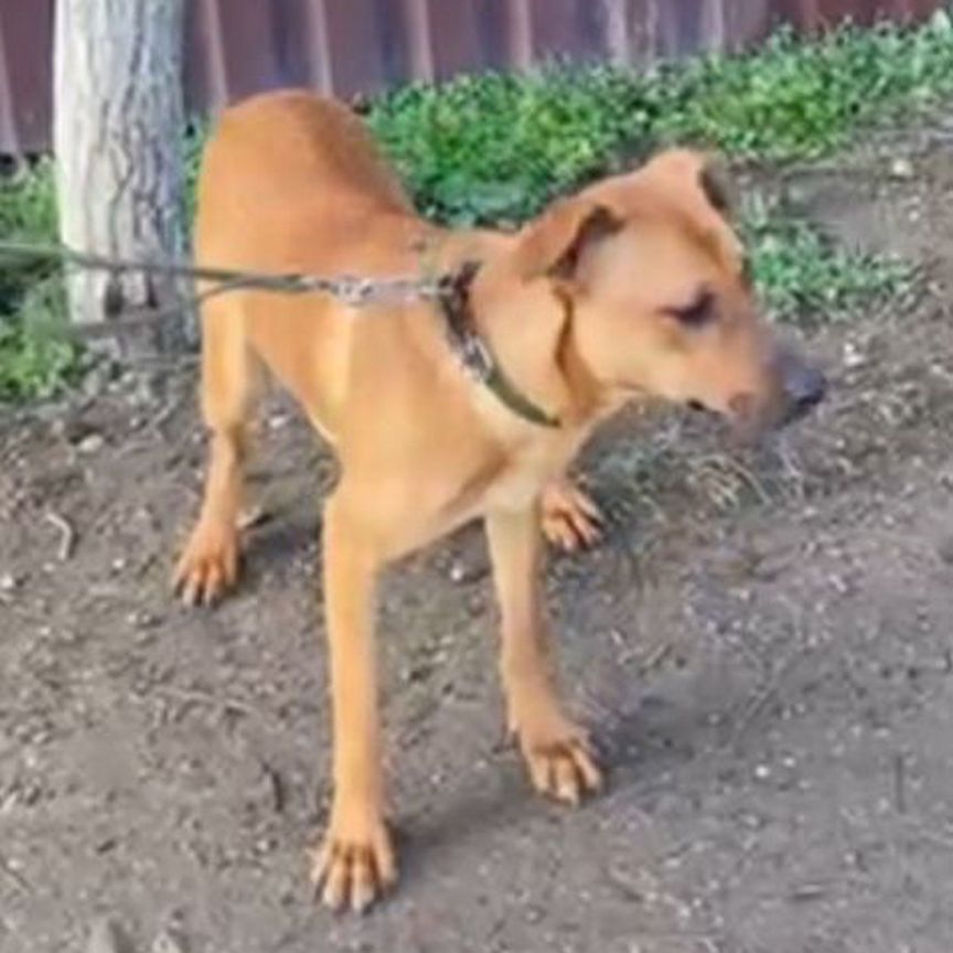 Щенки стаффа помесь бесплатно