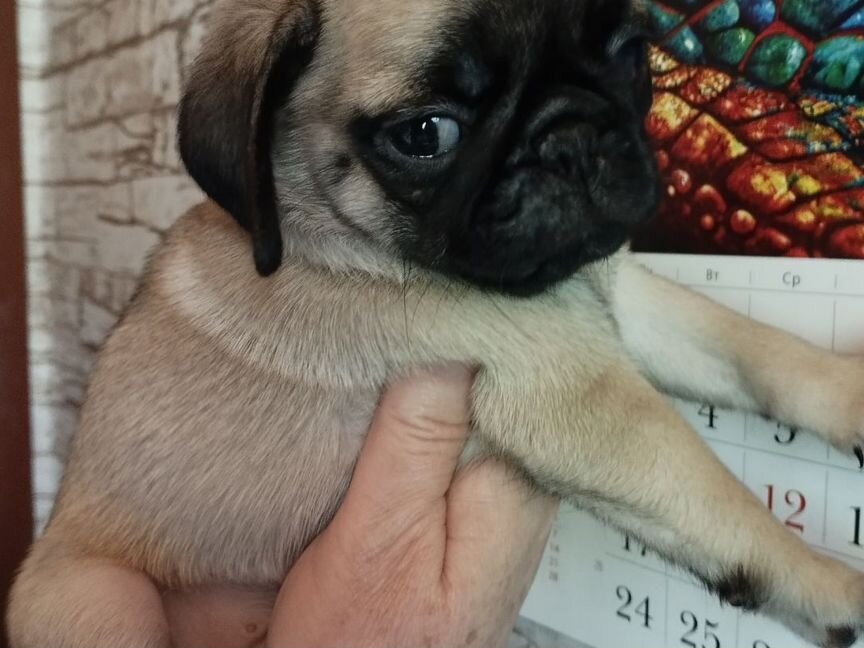 Мопс мальчик