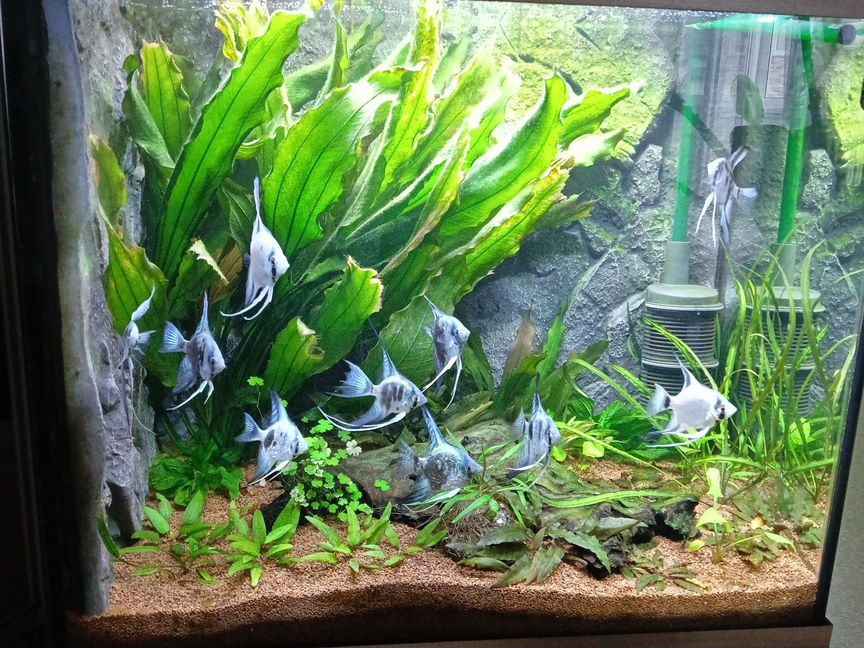 Аквариум Juwel Lido 120 с тумбой, фильтр Eheim