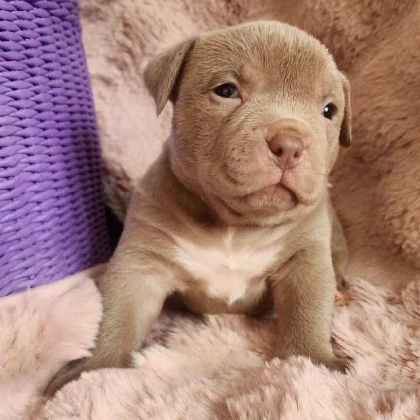 Американский булли, щенок