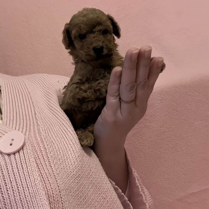 Той-пудель, щенок