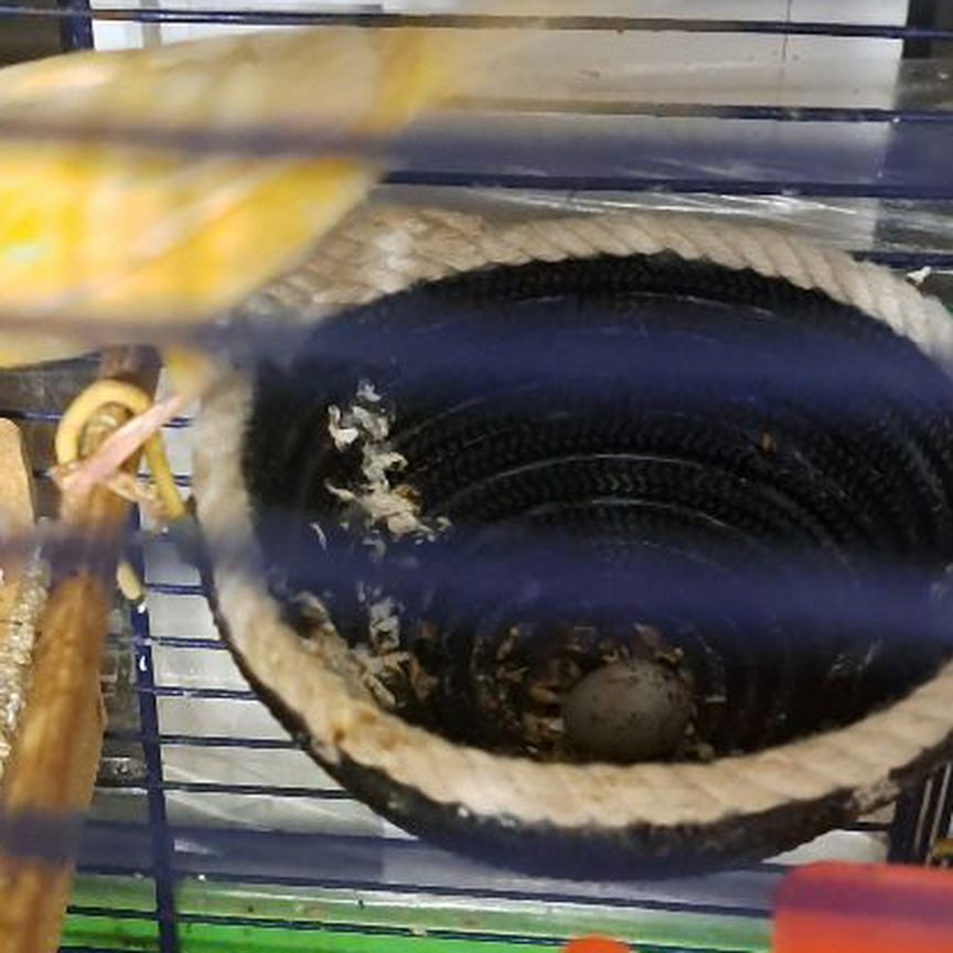 Кенара и канарейки