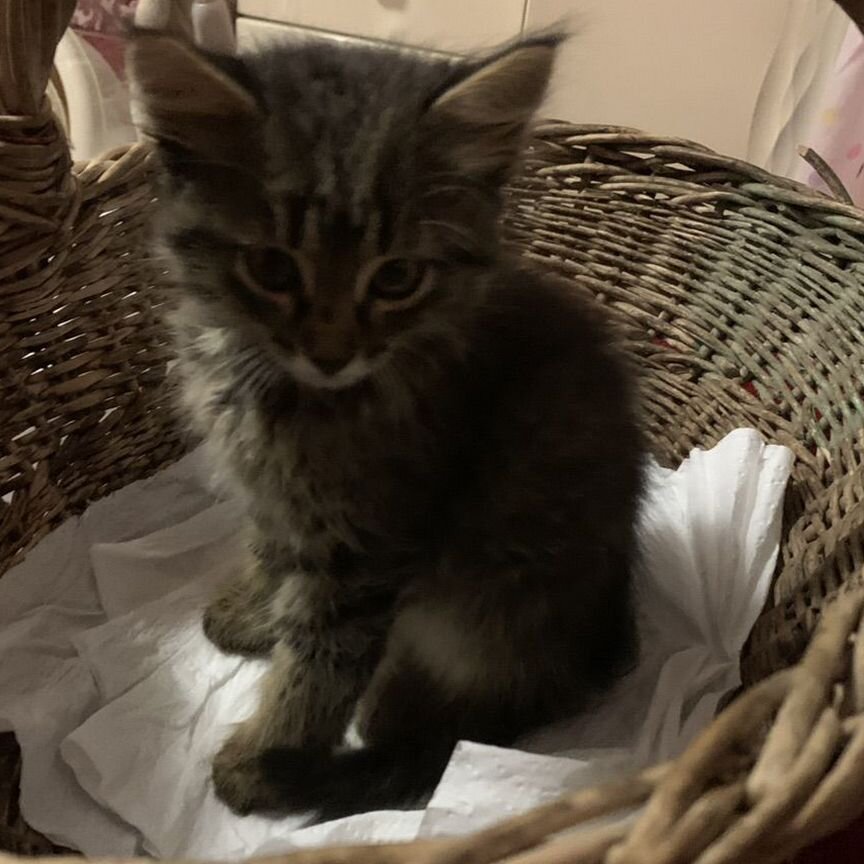 Котёнок в добрые руки