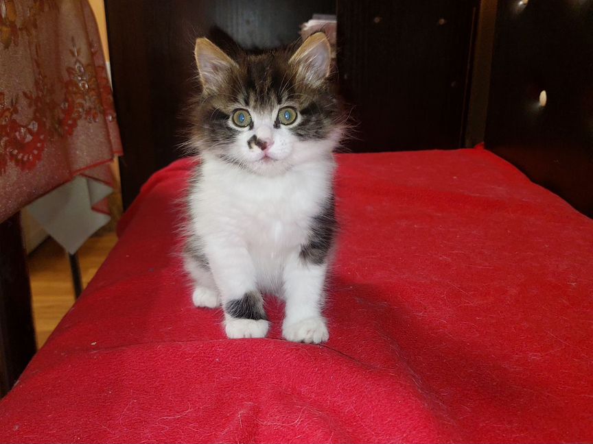 Курильский бобтейл