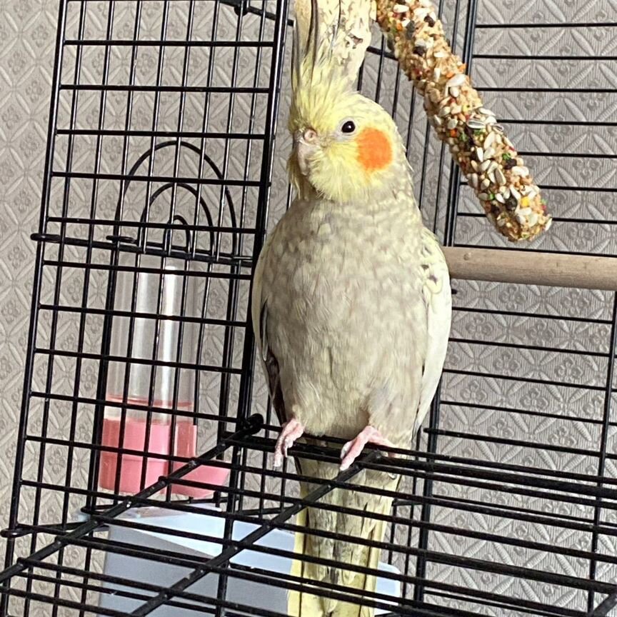 Попугай Корелла с клеткой