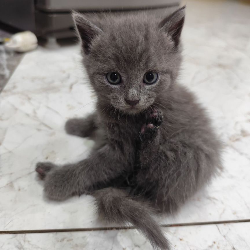 Британский короткошёрстный котёнок